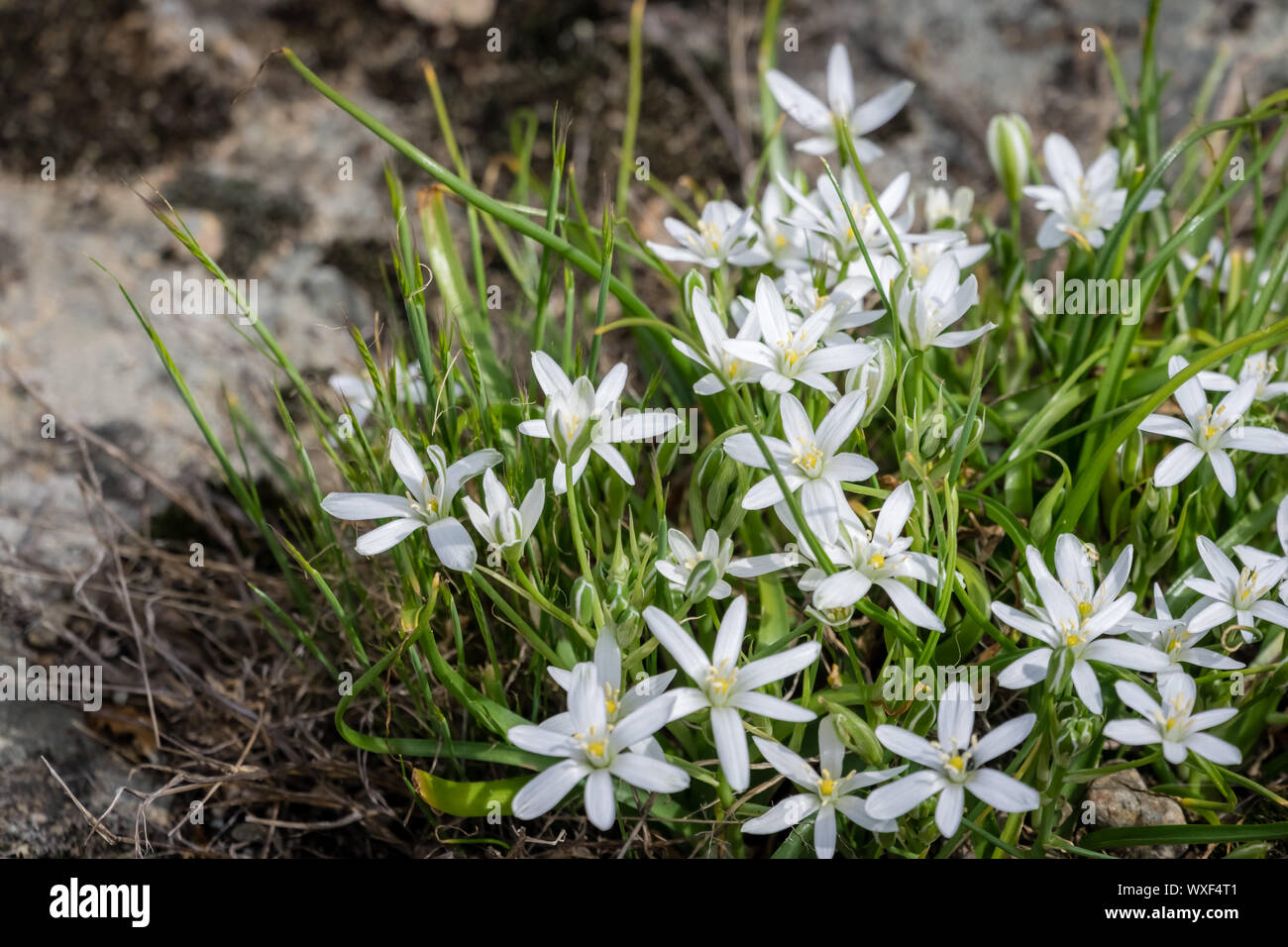White flowers Ornithogalum umbellatum Stock Photo - Alamy