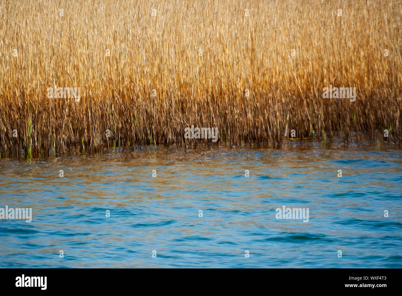 Lakeside rushes hi-res stock photography and images - Alamy