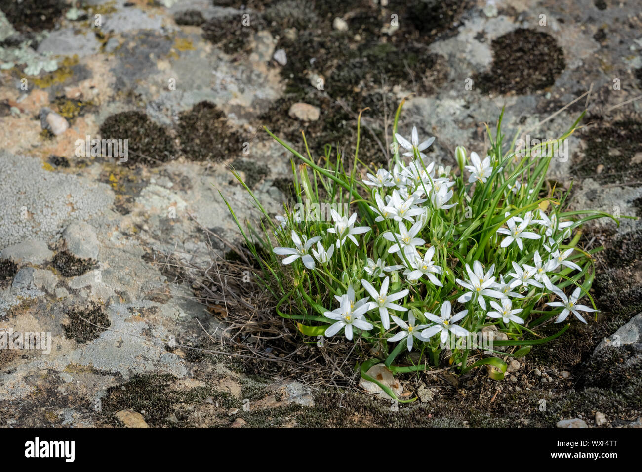 White flowers ornithogalum umbellatum hi-res stock photography and ...