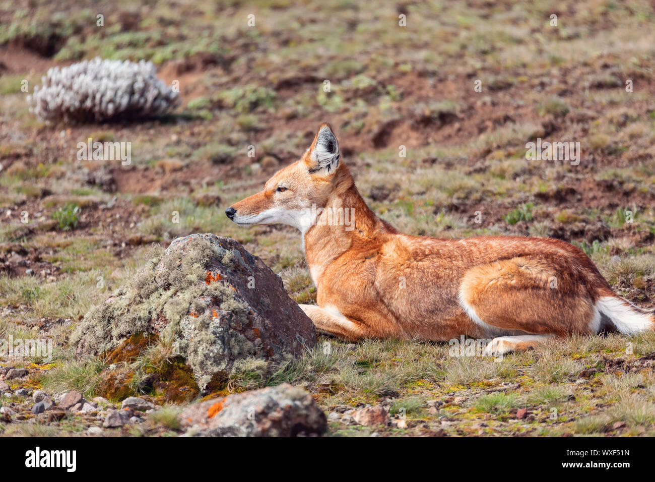 Simien fox hi-res stock photography and images - Alamy