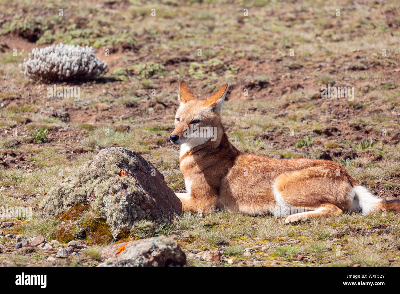 Simien fox hi-res stock photography and images - Alamy