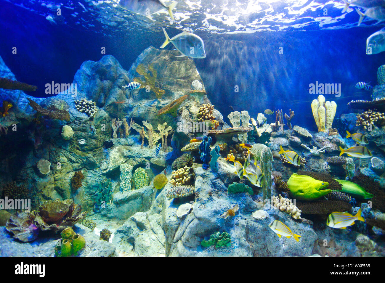 Various tropical fish on a coral reef Stock Photo - Alamy