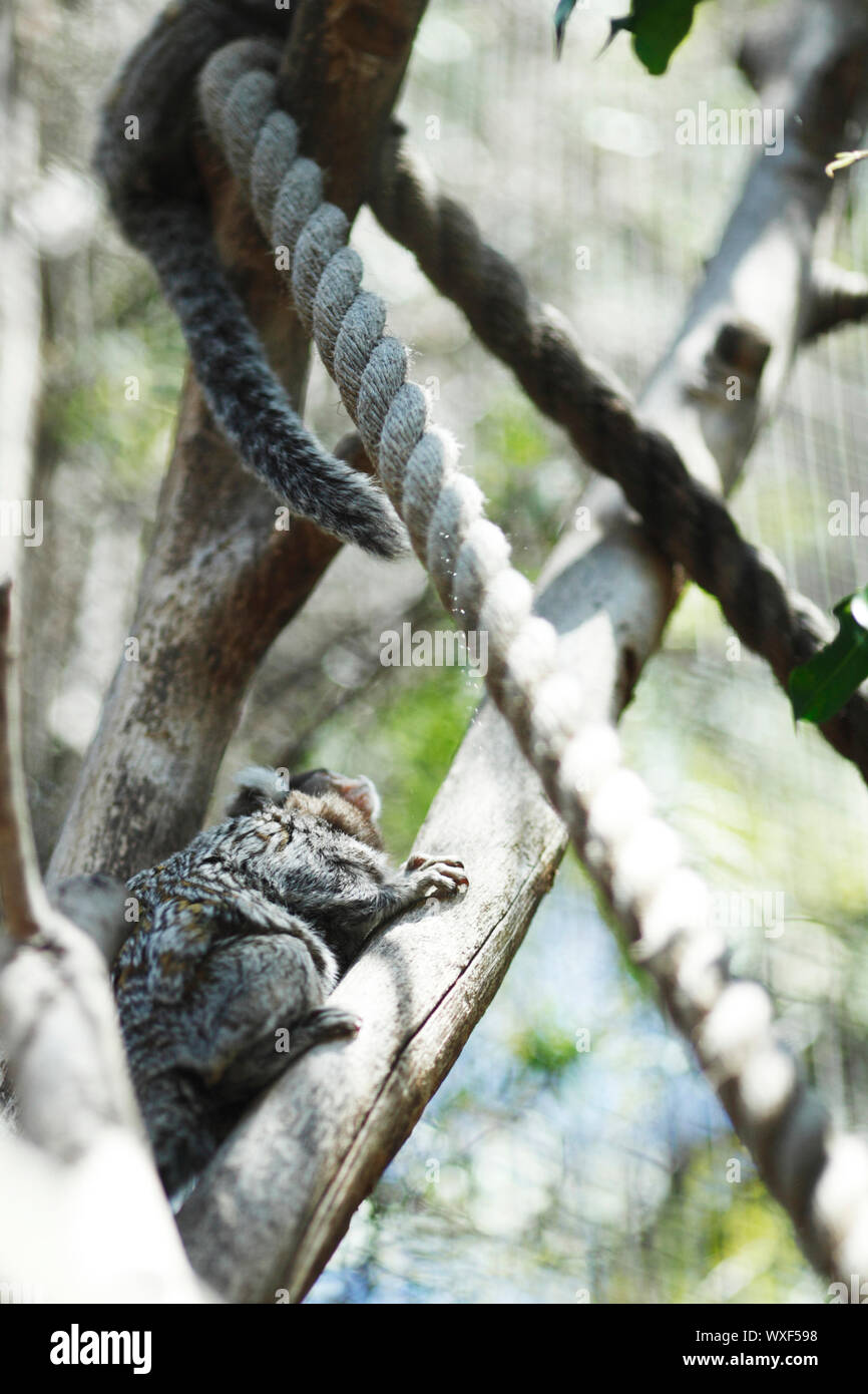 Koala climbing a tree in a zoo Stock Photo - Alamy