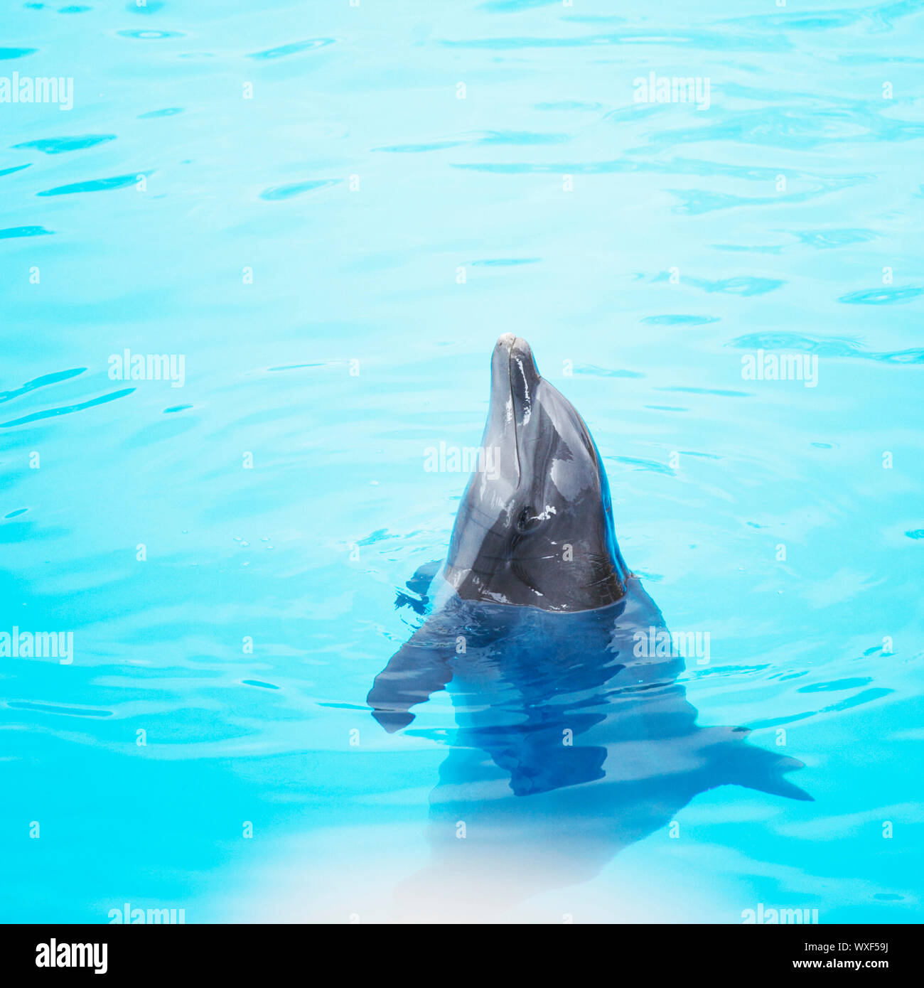 Dolphin dancing during dolphins show Stock Photo - Alamy