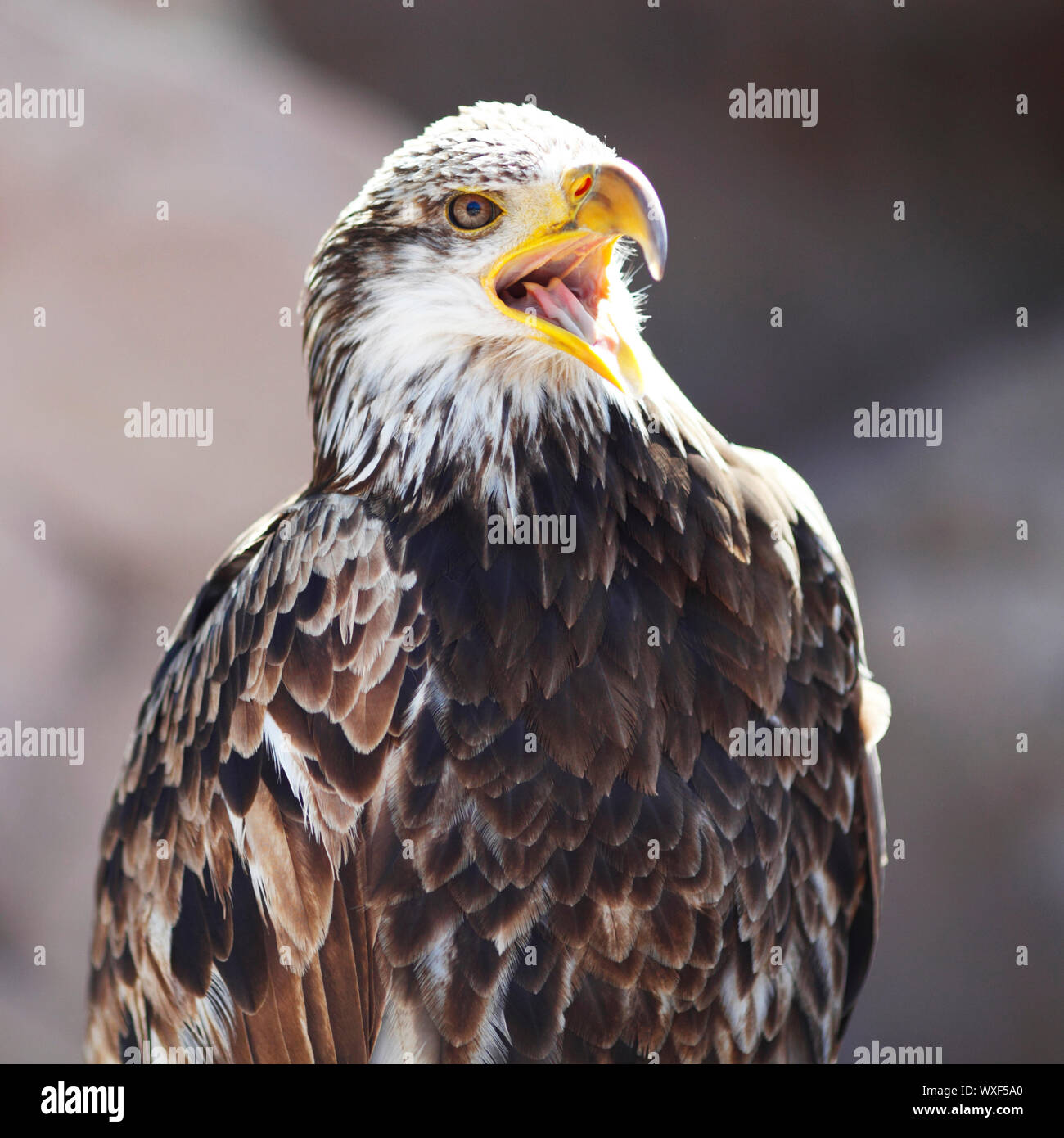 Spanish Imperial Eagle portrait close-up Stock Photo - Alamy