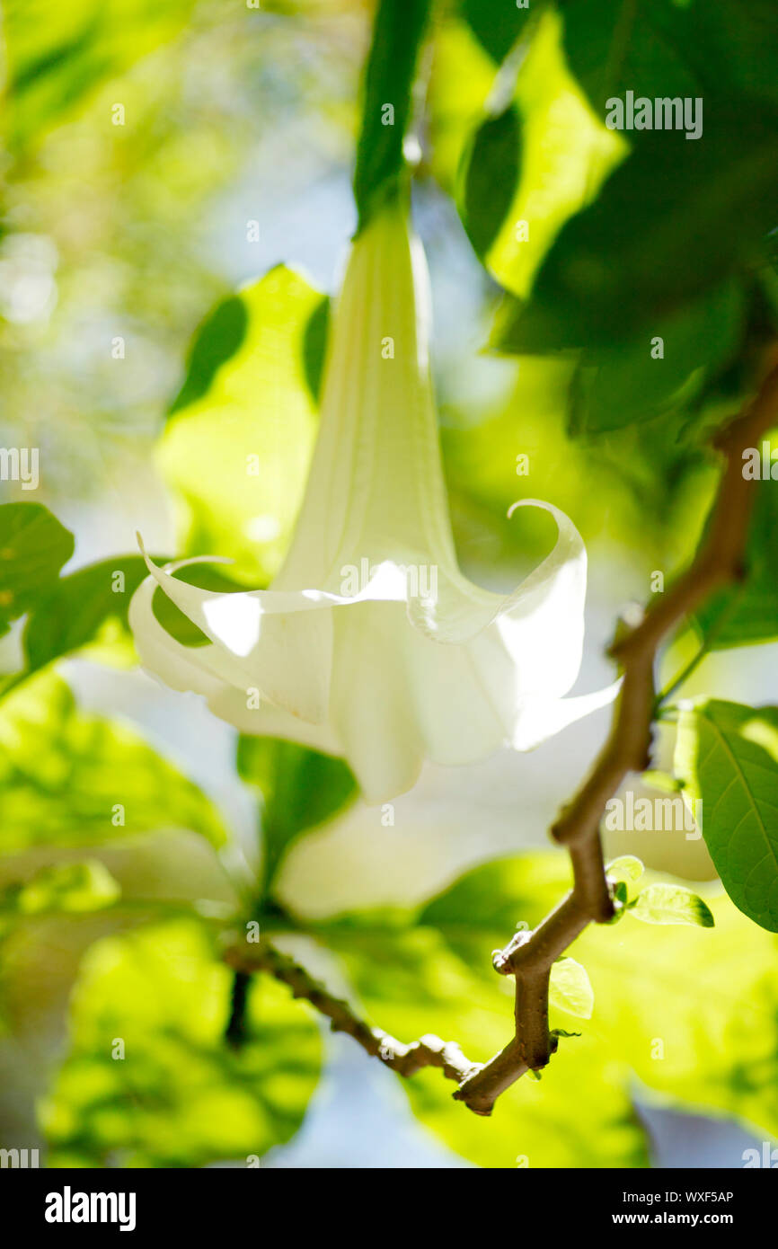 Batata plant hi-res stock photography and images - Alamy