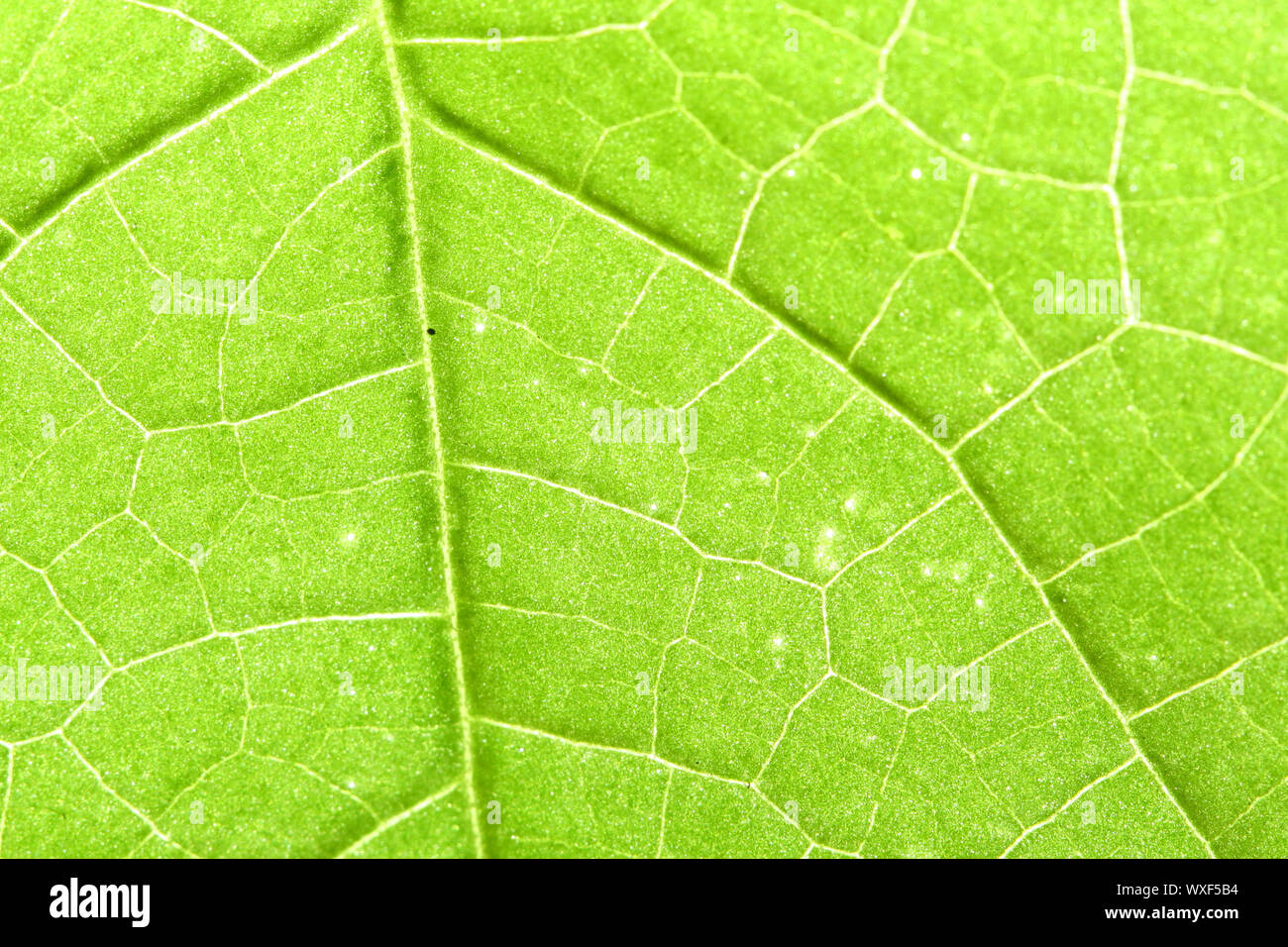 green leaf close up nature background Stock Photo - Alamy