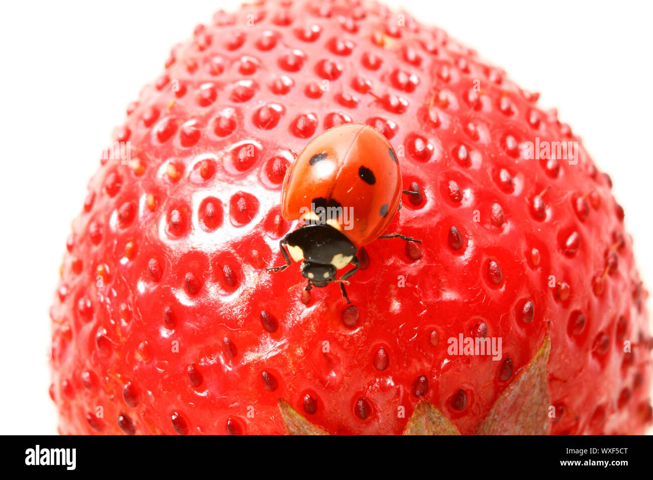 strawberry ladybug gourmet macro close up Stock Photo - Alamy