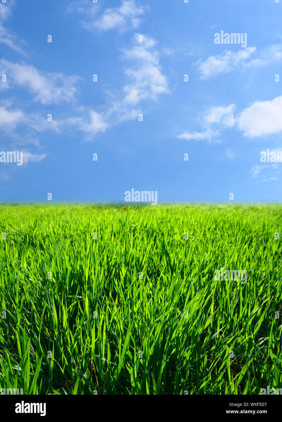 green grass landscape nature background Stock Photo - Alamy
