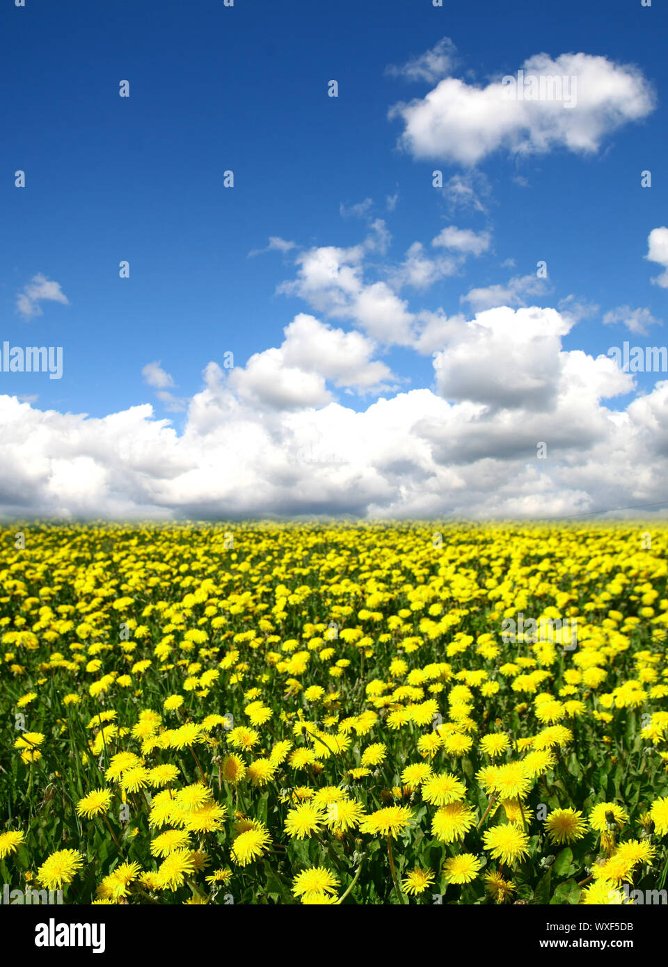 dandelion green field country landscape Stock Photo - Alamy