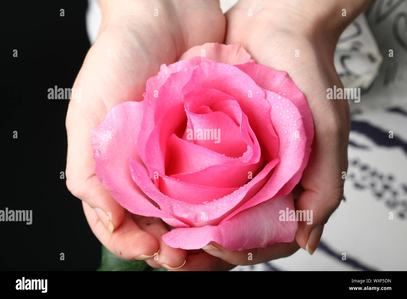 pink rose in hands Stock Photo - Alamy