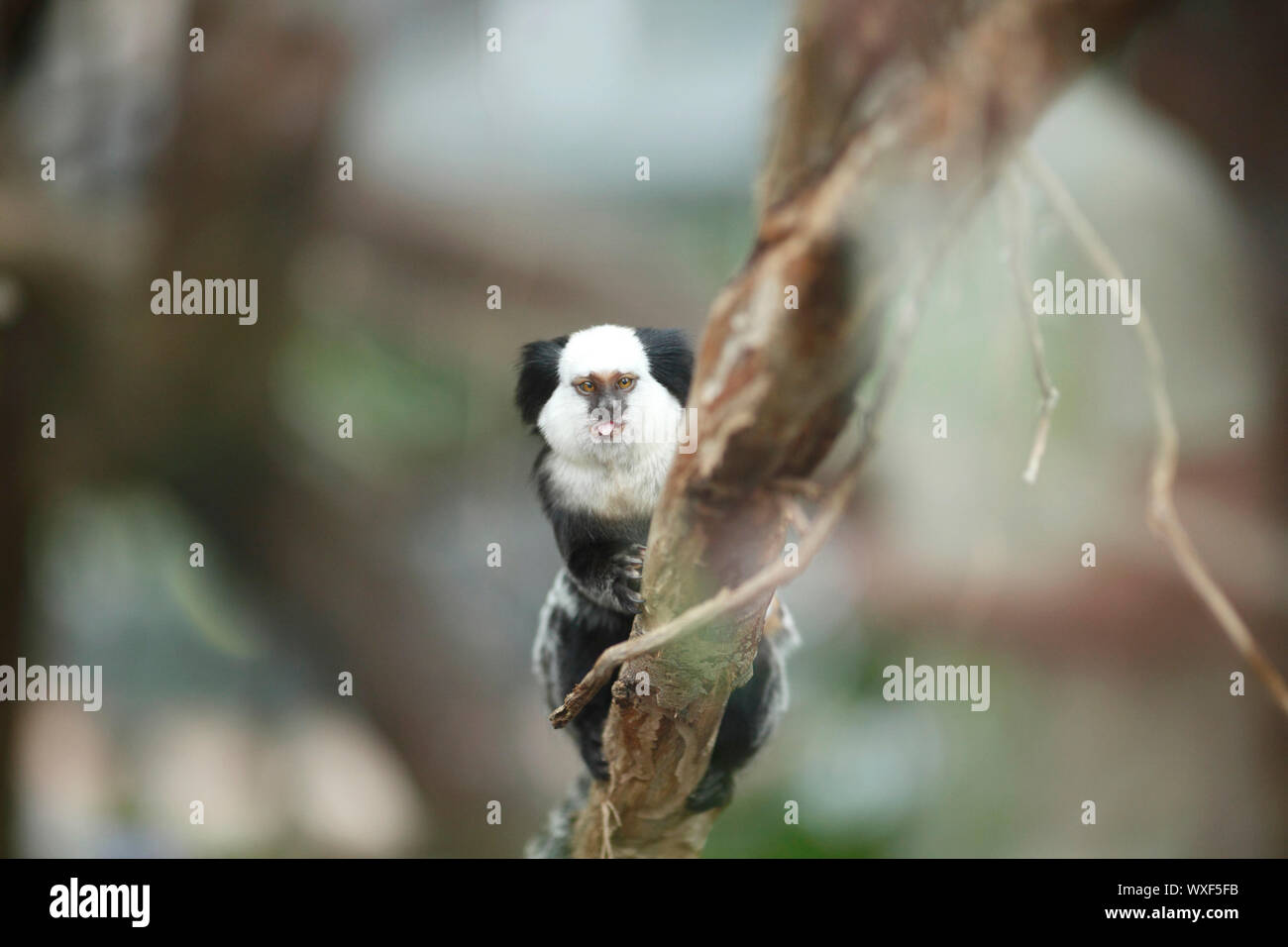 Close-up portrait of White-headed Marmoset sitting in a tree Stock ...