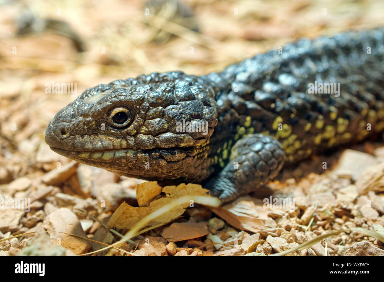 Shingleback lizard - Tiliqua rugosa Stock Photo - Alamy