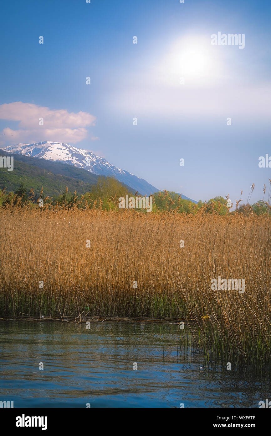 Rushes growing around the shores of the Lake Ohrid Stock Photo - Alamy
