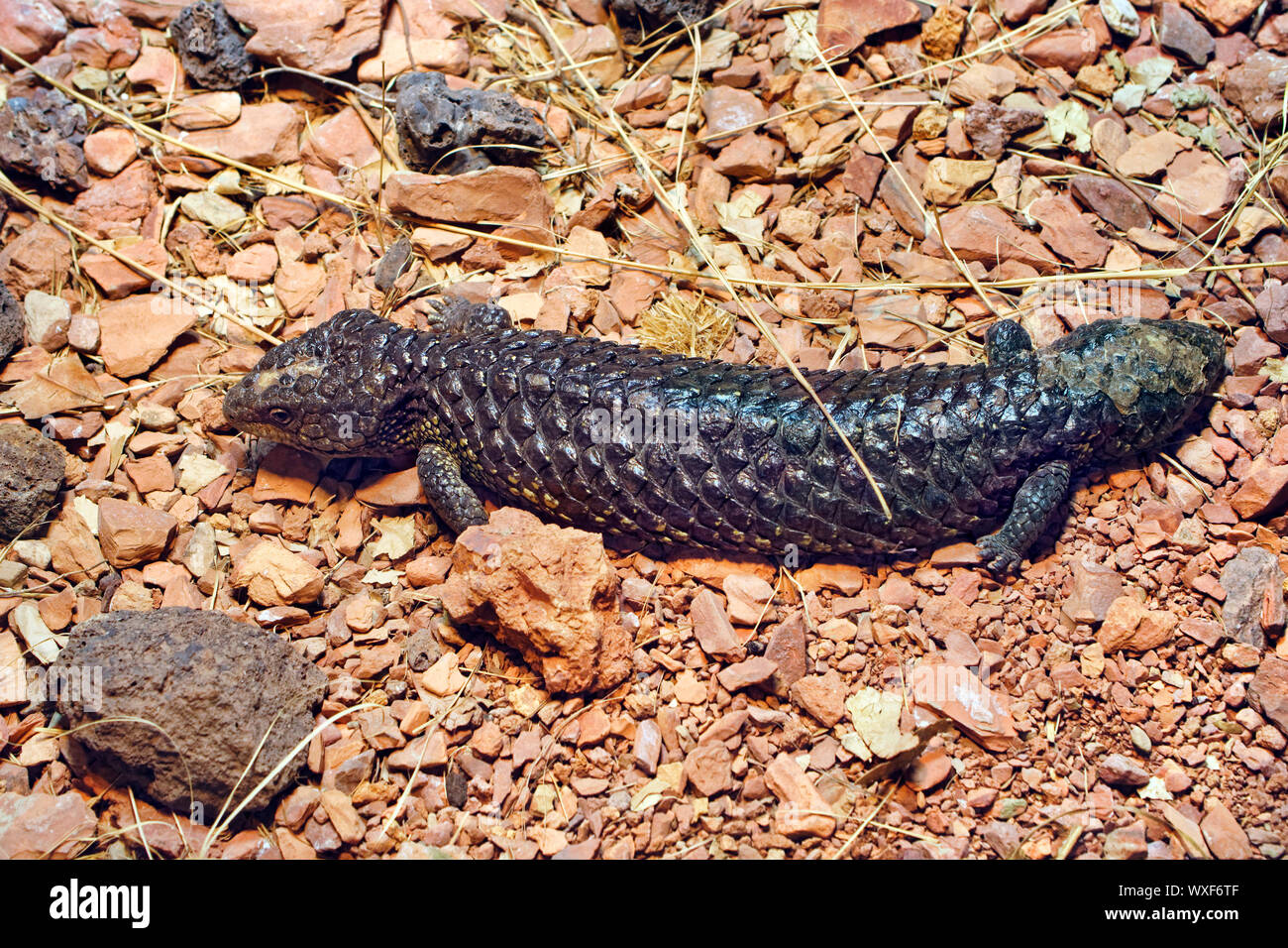 Tiliqua rugosa hi-res stock photography and images - Alamy