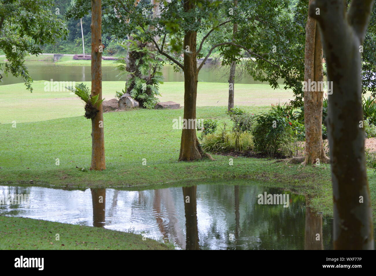Seethawaka wet zone botanic garden hi-res stock photography and images ...
