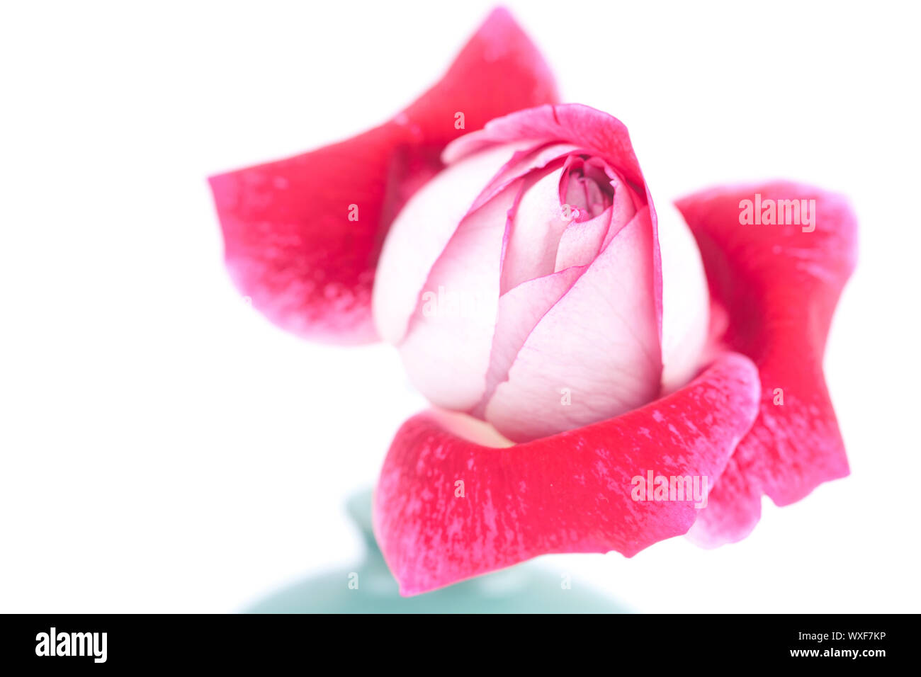 unusual beautiful red rose isolated on white Stock Photo - Alamy