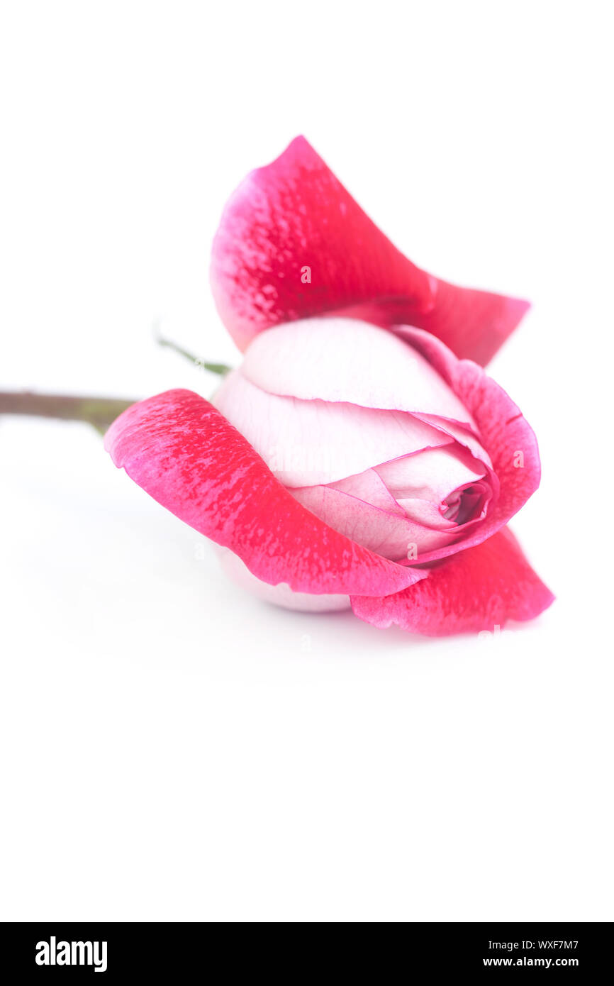 unusual beautiful red rose isolated on white Stock Photo - Alamy