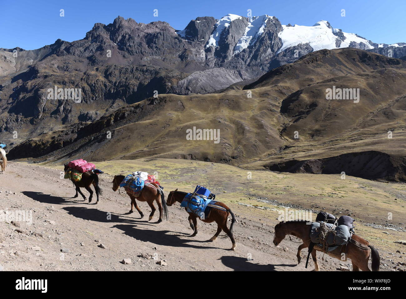 Cusipata, Peru. 16th Sep, 2019. Horses are seen along the Siete Colores ...