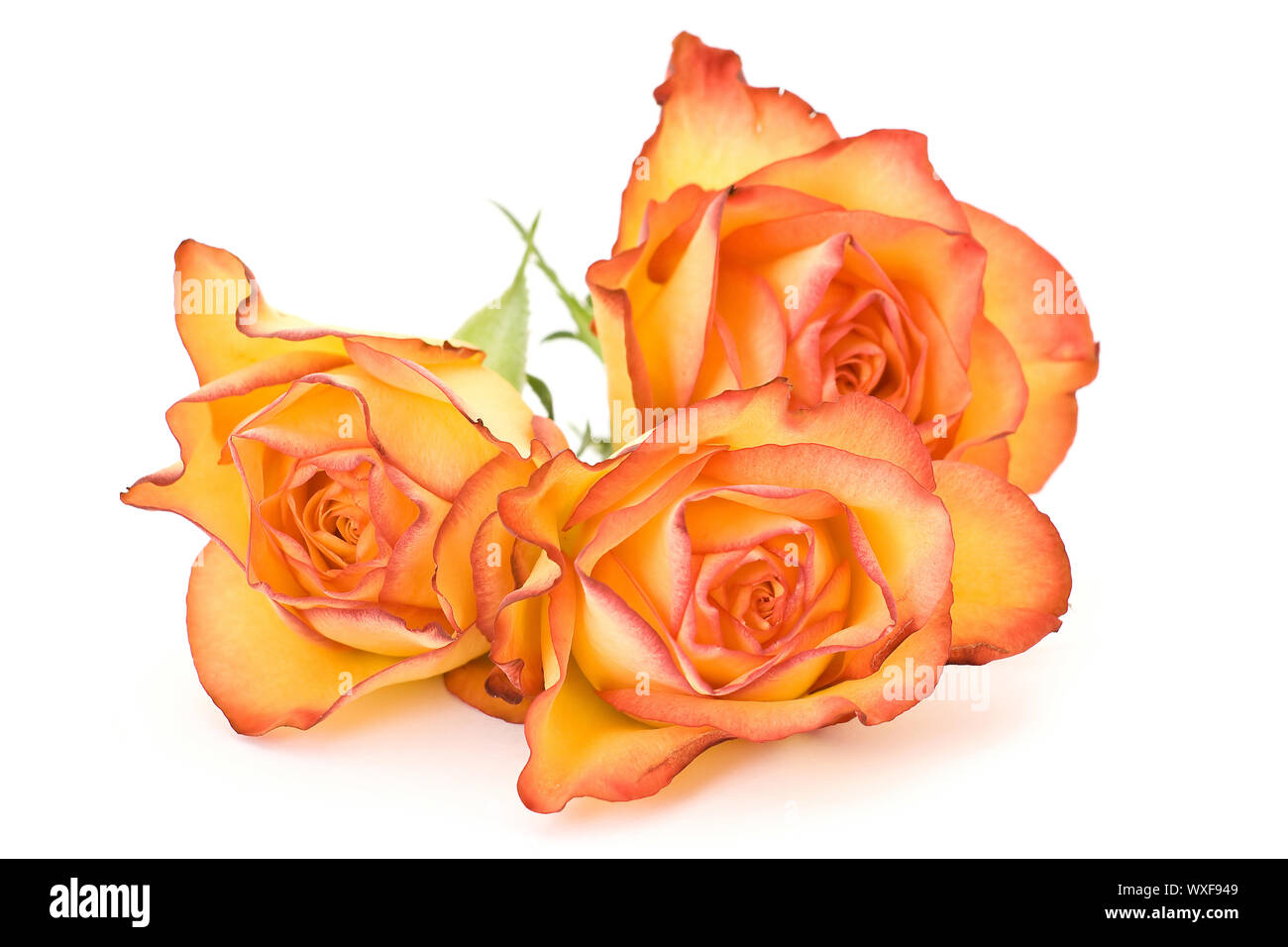 three tea roses Stock Photo - Alamy
