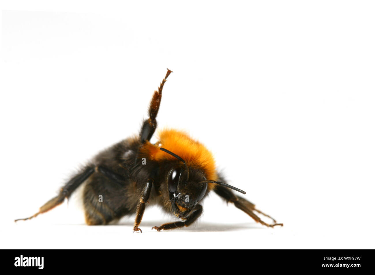 dance aerobic bumble bee isolated on white background Stock Photo - Alamy