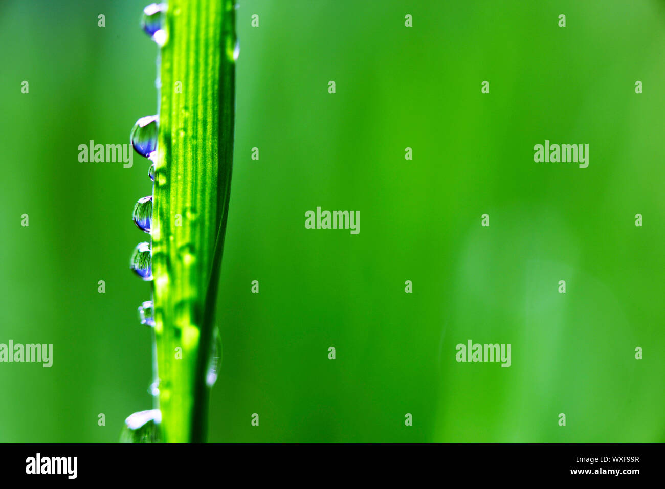 big water drop on grass blade Stock Photo - Alamy