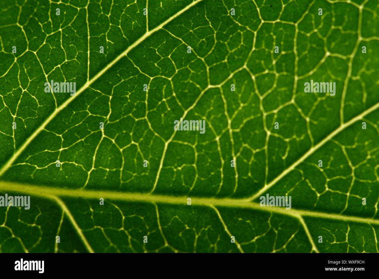 green leaf structure macro close up Stock Photo - Alamy