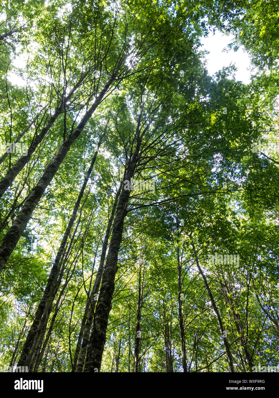 Rauli hi-res stock photography and images - Alamy