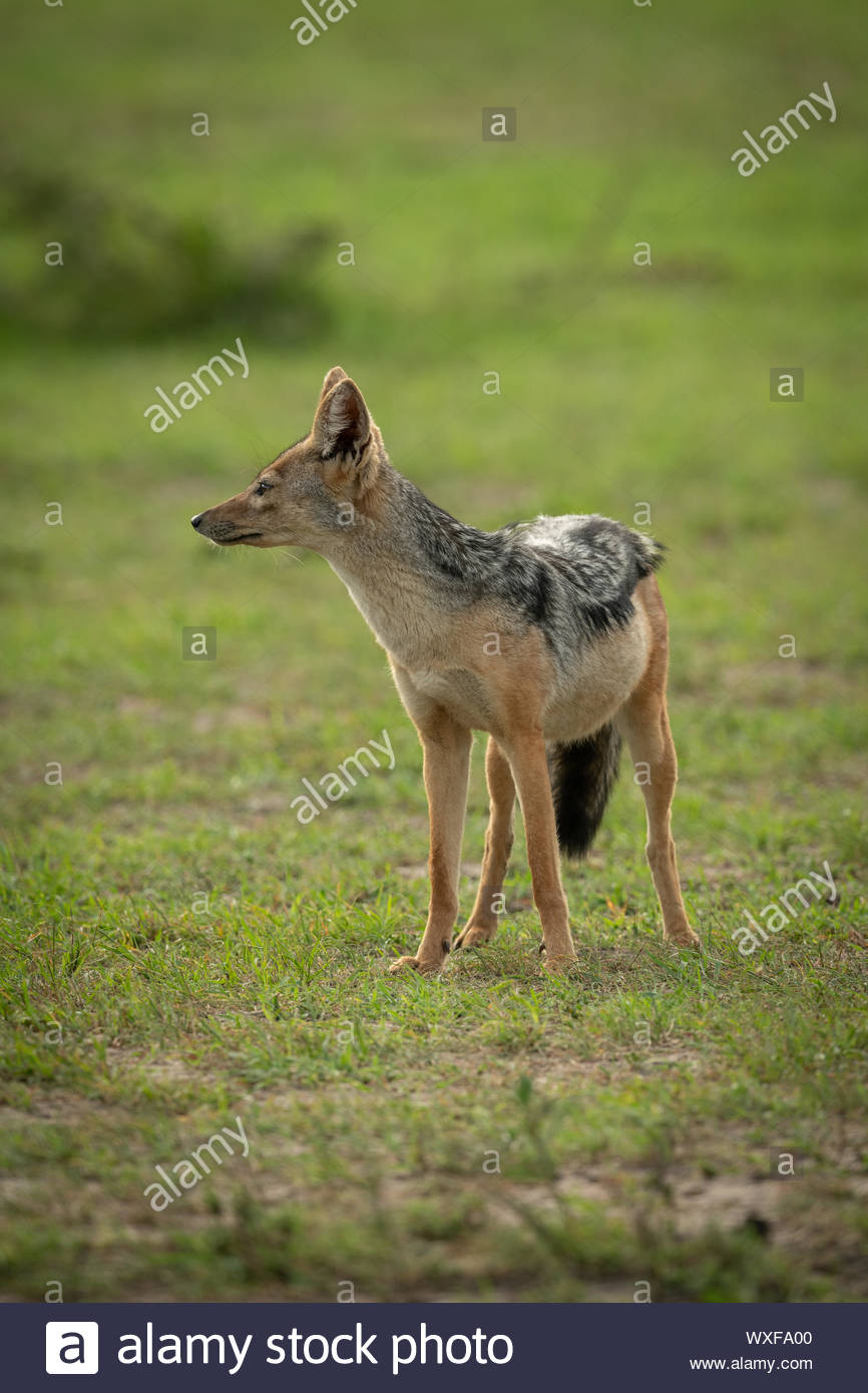 Silver Backed Jackal Stock Photos & Silver Backed Jackal Stock Images ...