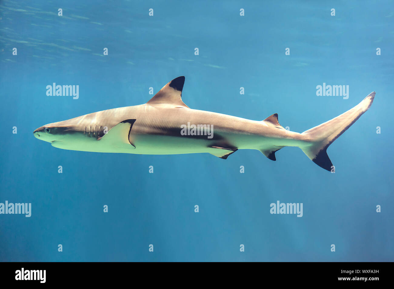 Picture of a floating shark in ocean Stock Photo - Alamy