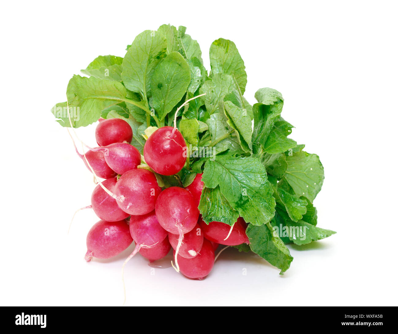 Small garden radish with leaf on white background Stock Photo - Alamy