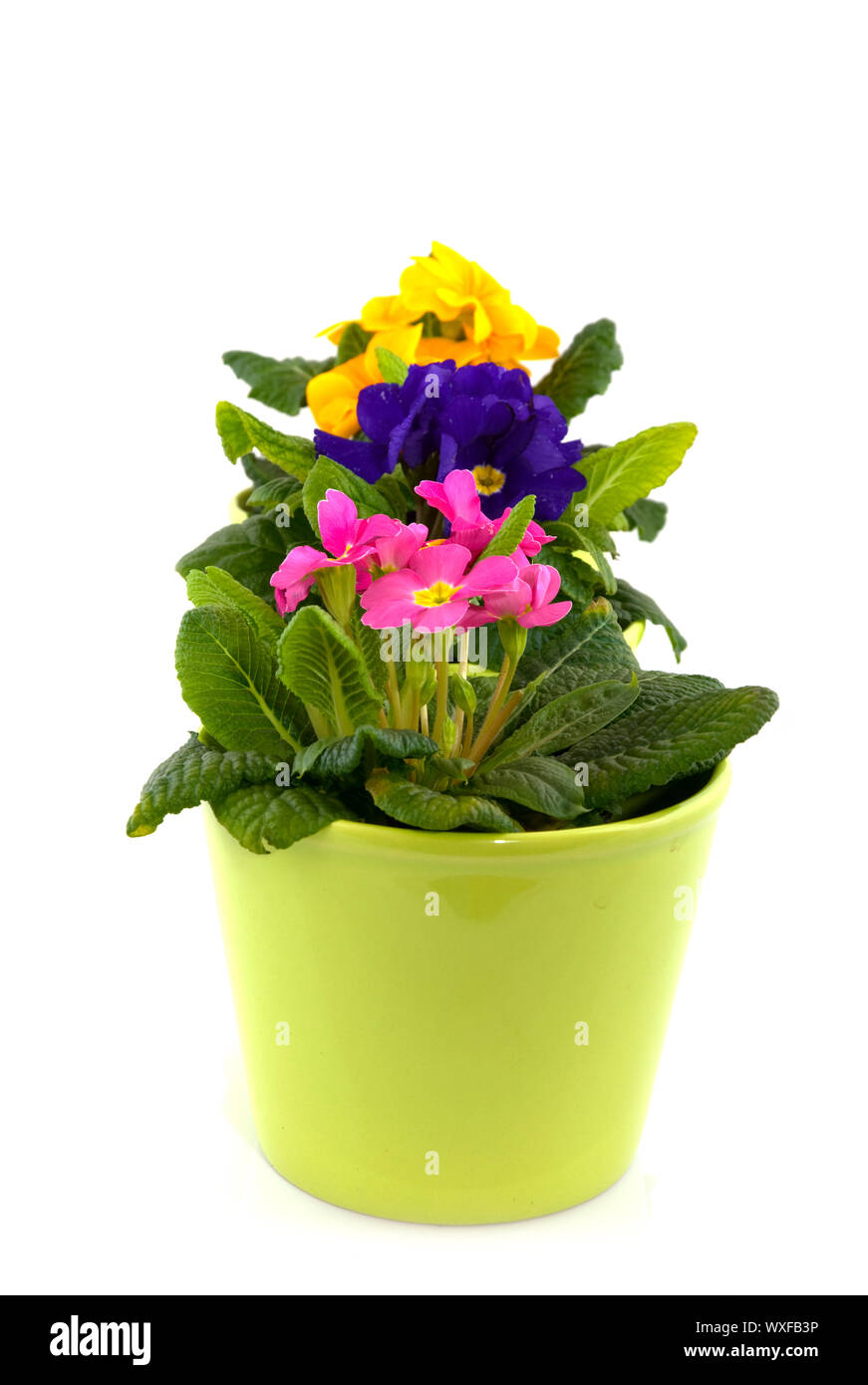 Primulas in pots hi-res stock photography and images - Alamy