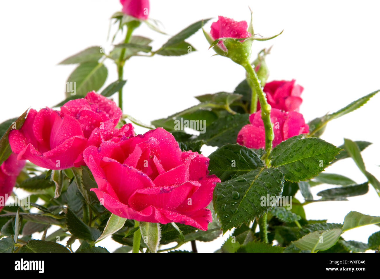 Red wet roses over white Stock Photo - Alamy