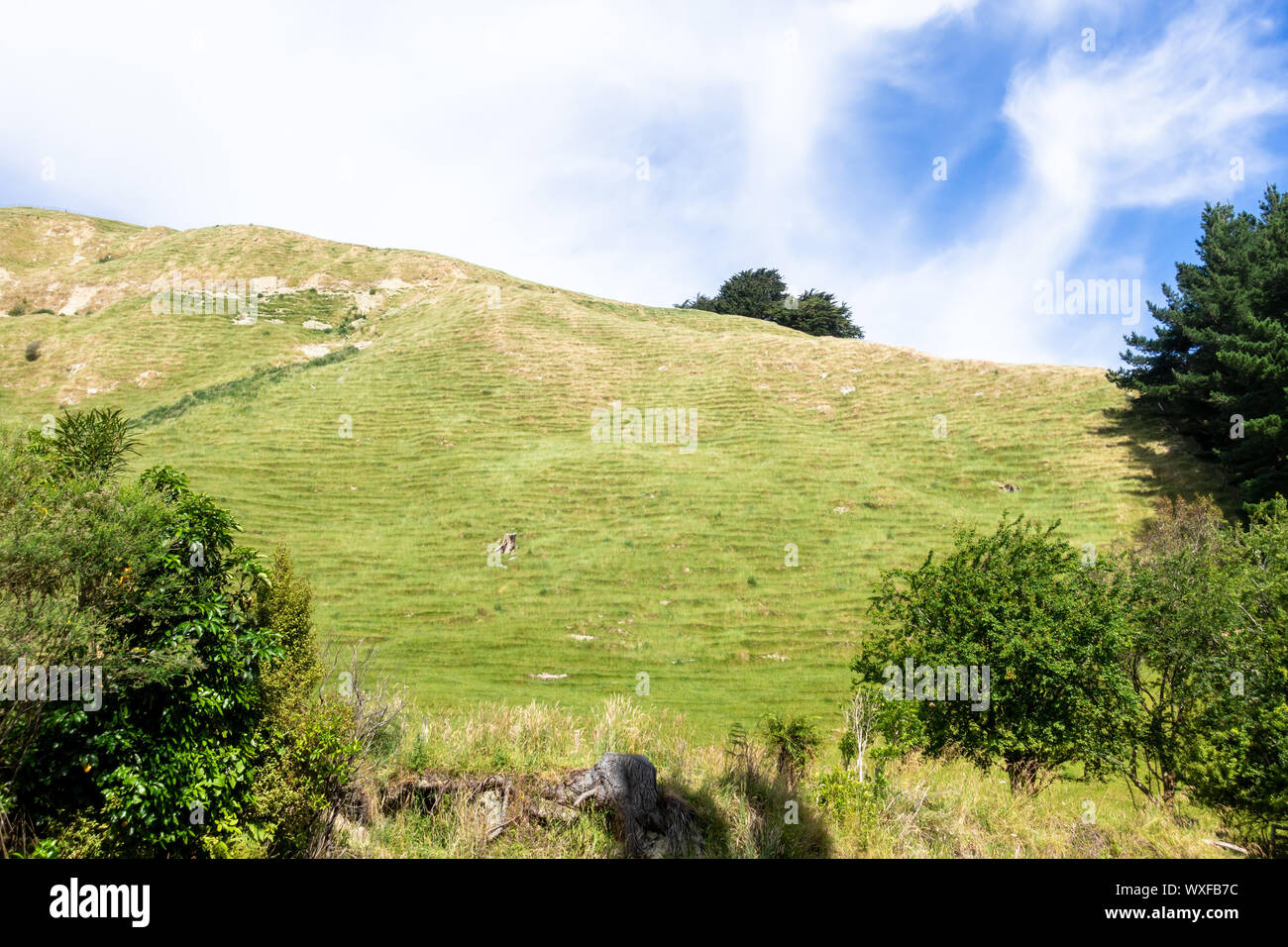 typical rural landscape in New Zealand Stock Photo - Alamy