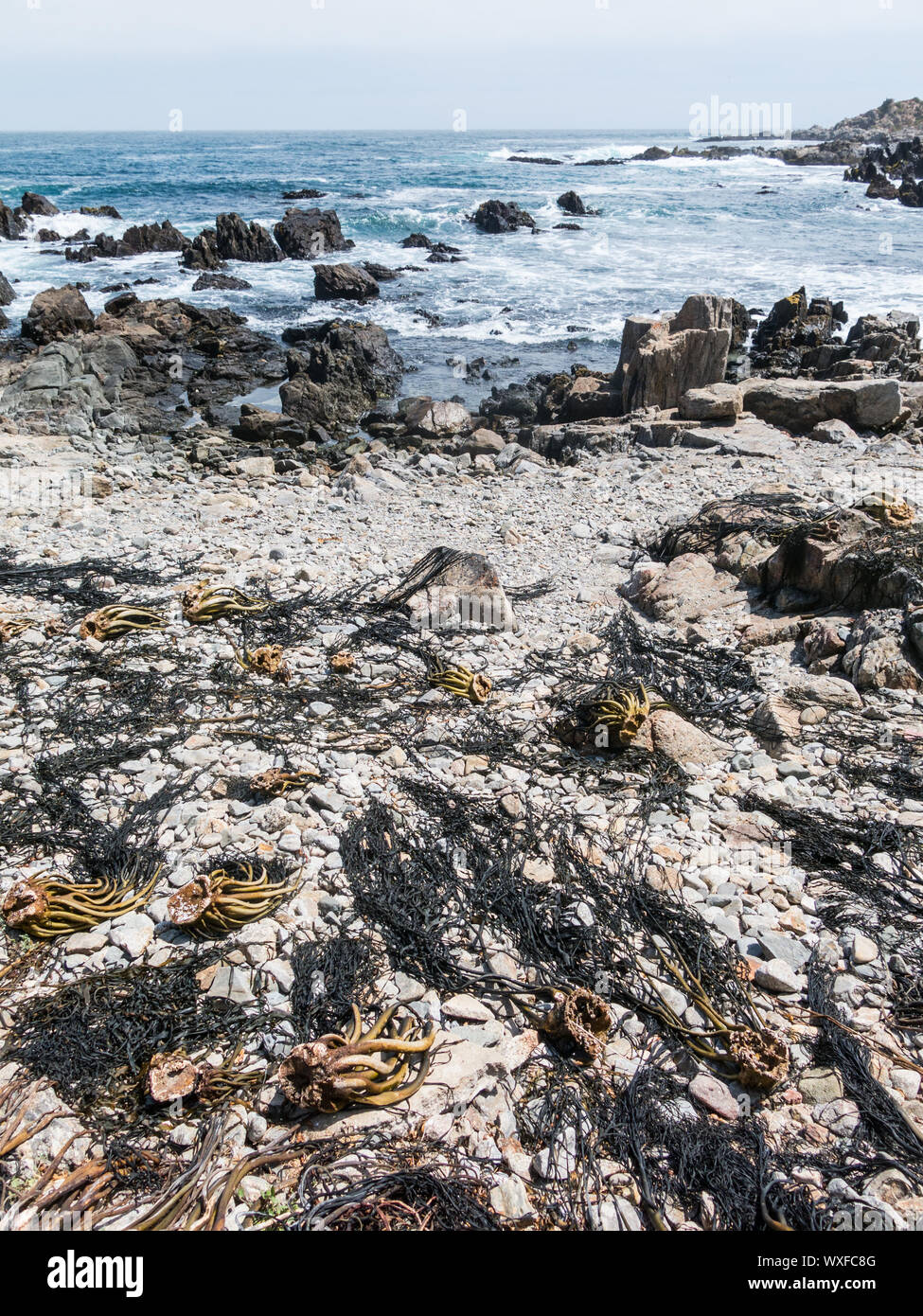 Drying Seaweed On Beach High Resolution Stock Photography and Images ...
