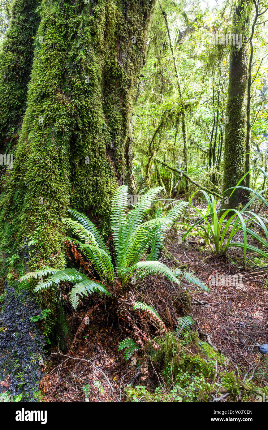 Images New Zealand Fern at Cameron Frodsham blog