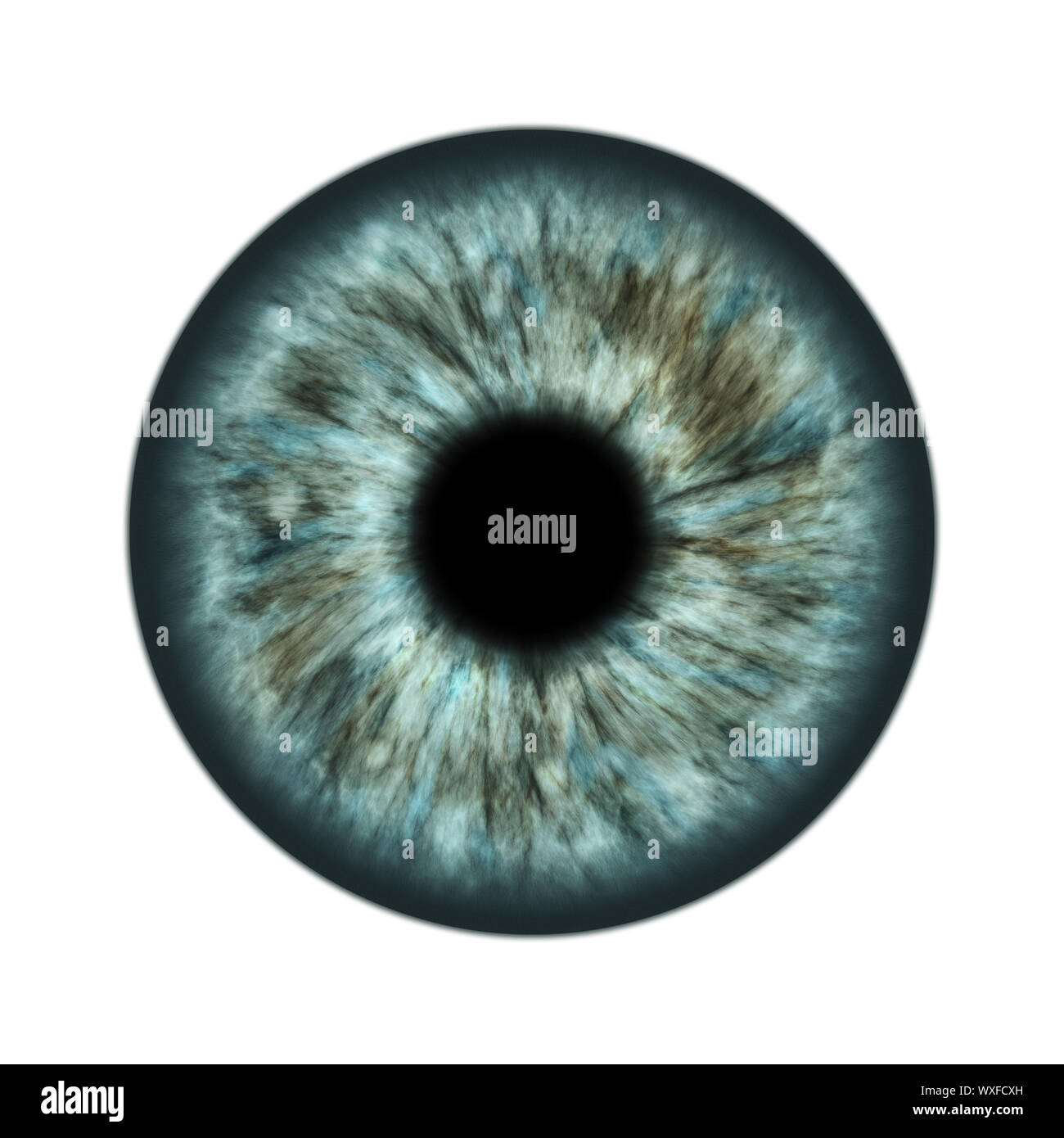 Anatomy of retina hi-res stock photography and images - Alamy