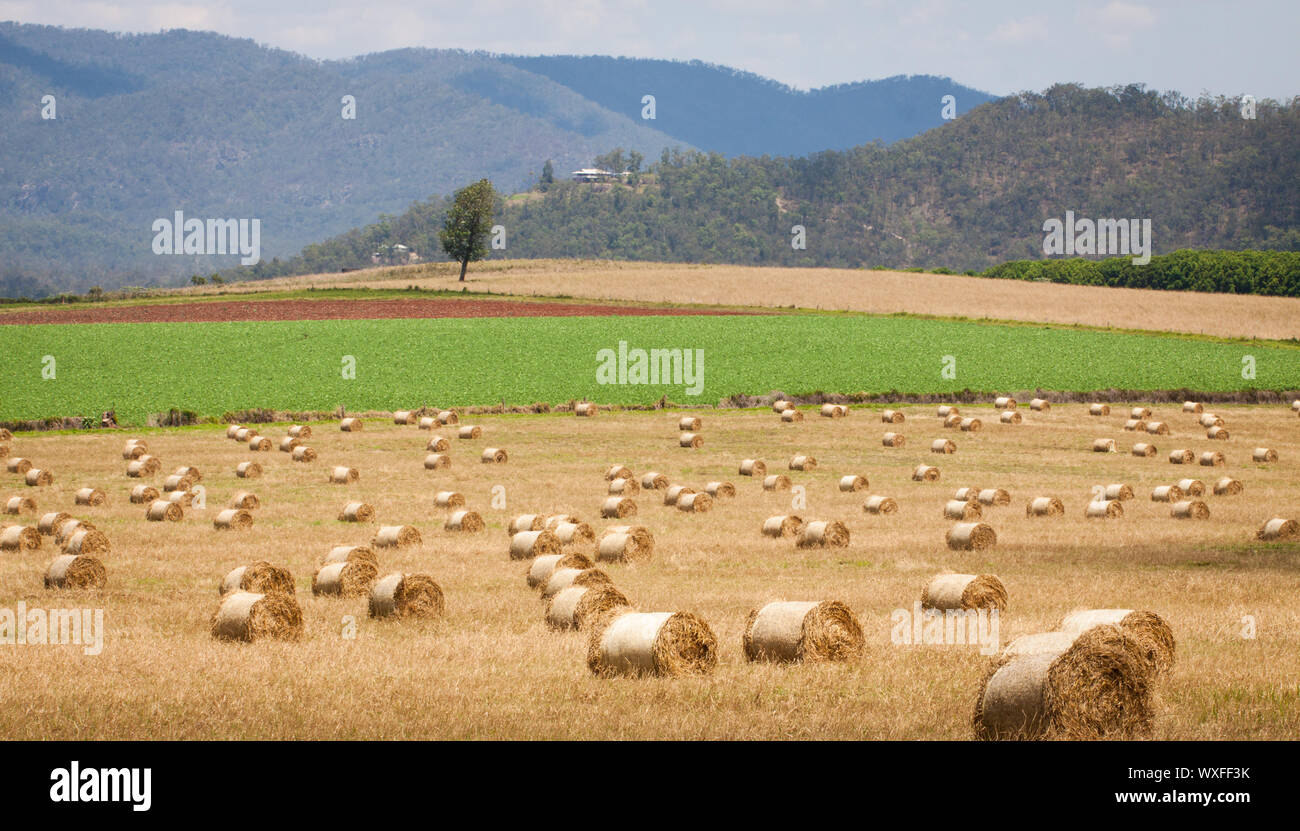 Hay bales rolls drying in a field in Queensland, Australia Stock Photo ...