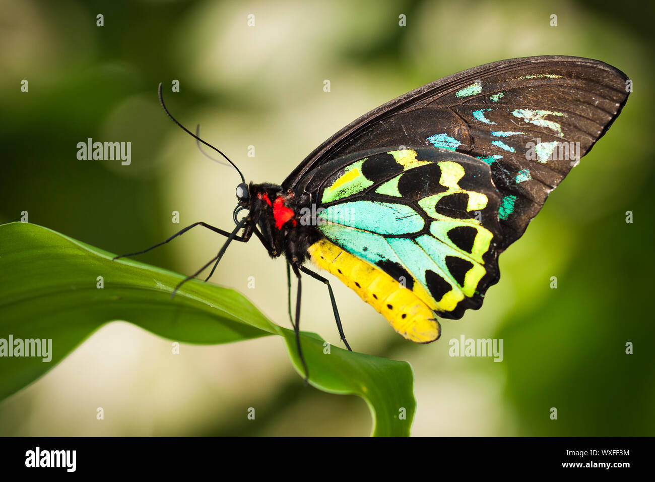 Cairns birdwing butterfly male close up hi-res stock photography and ...