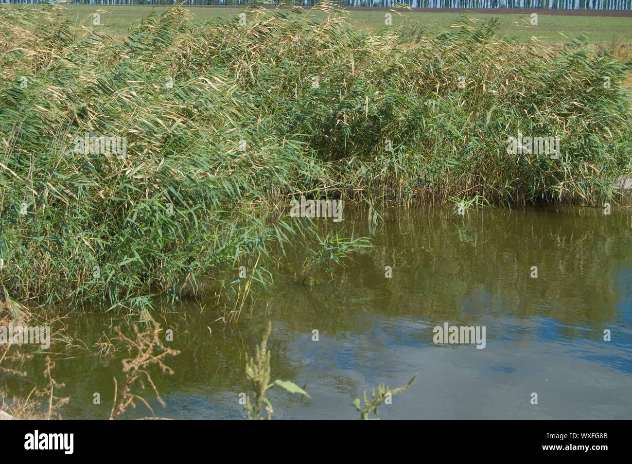 shore little green swamp with freshwater Stock Photo - Alamy