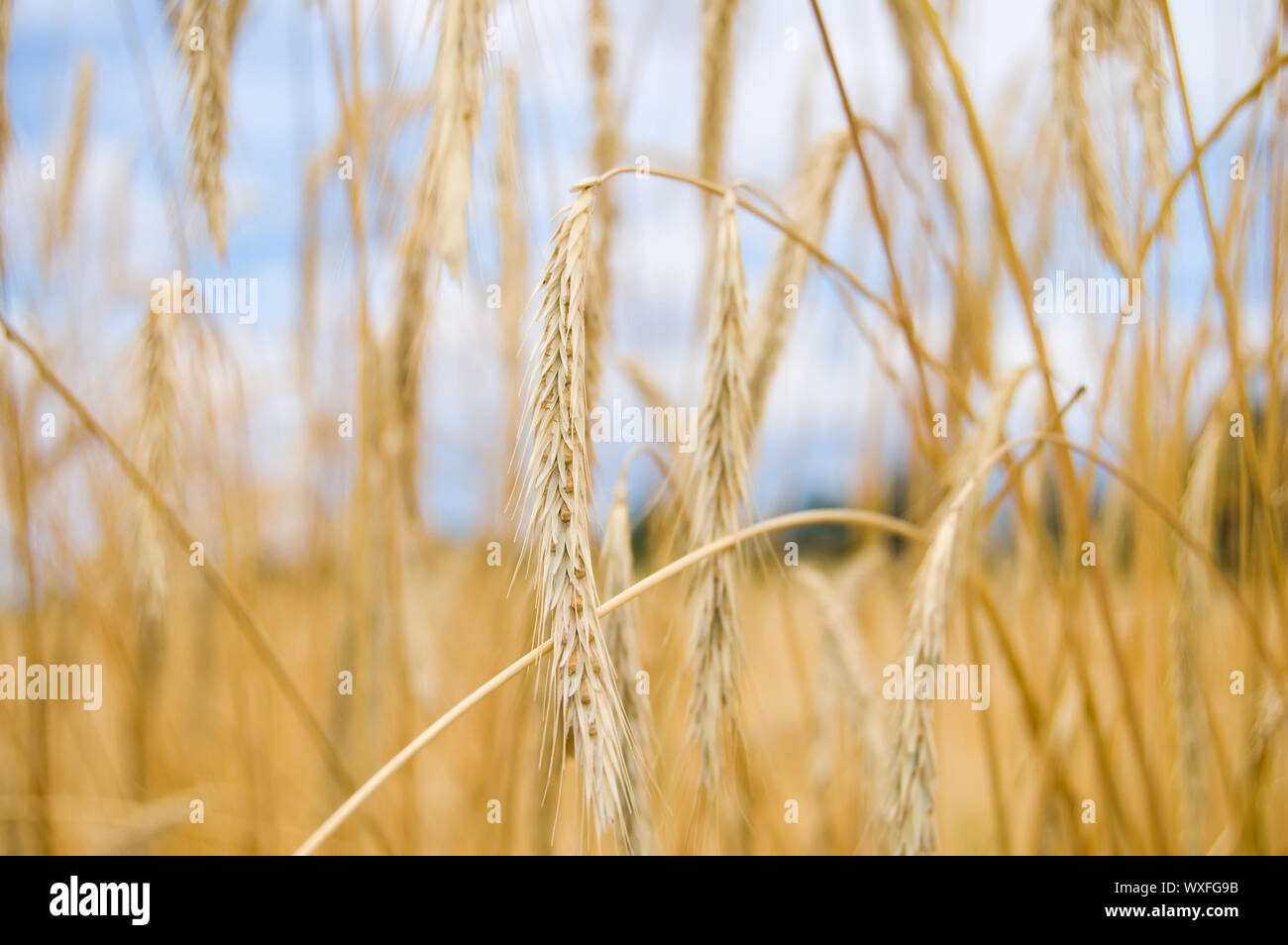 image of ripe rye gold color south Ukraine Stock Photo - Alamy