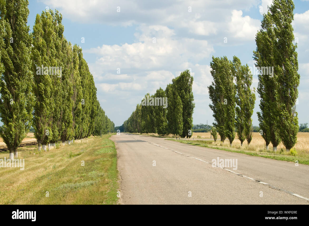 rural covered road with trees along way Stock Photo - Alamy