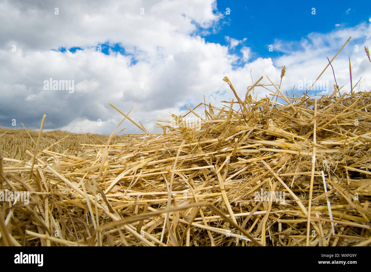 straw with bright dark blue clouds sky on a background Stock Photo - Alamy