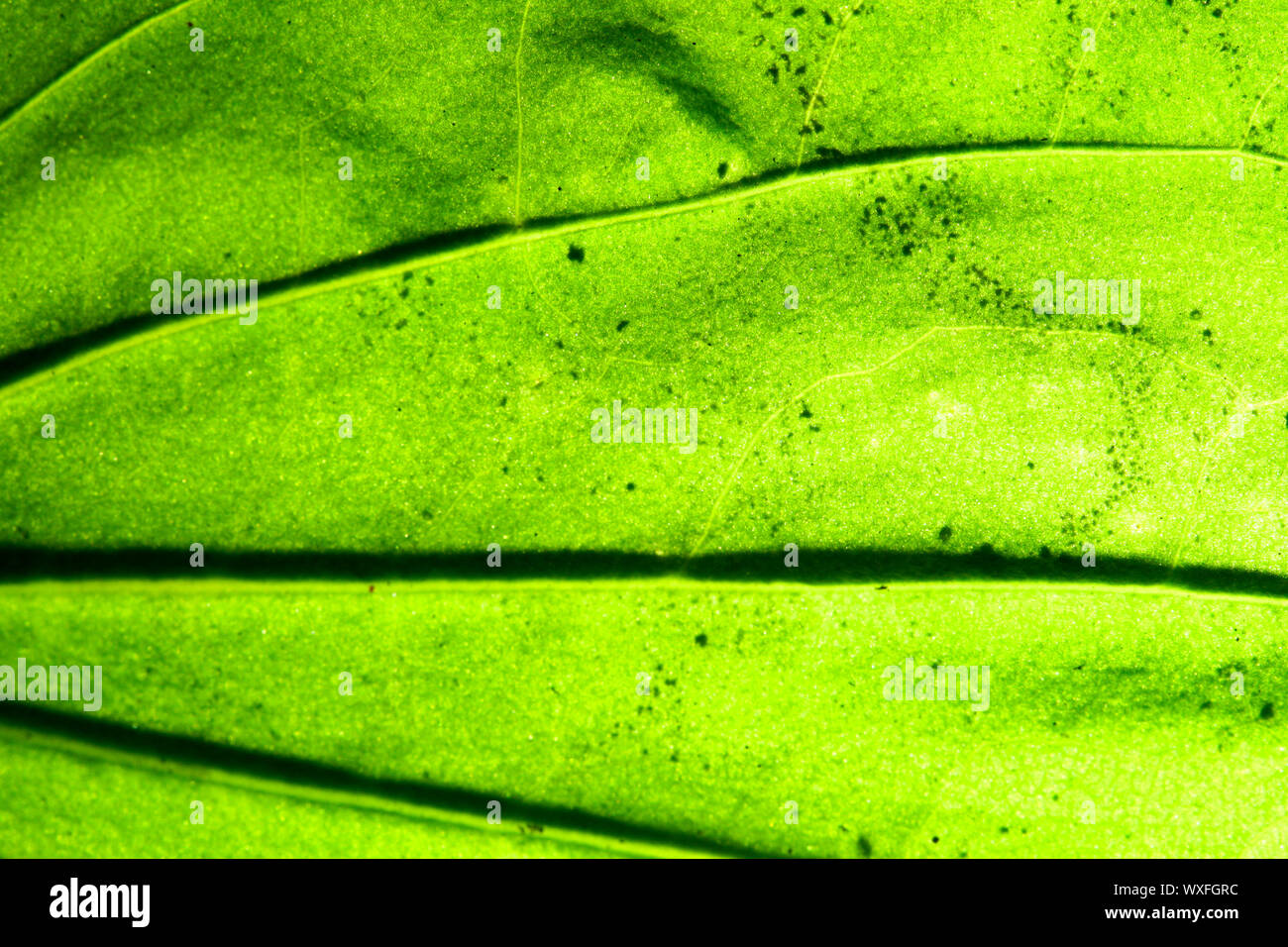 green leaf texture Stock Photo - Alamy