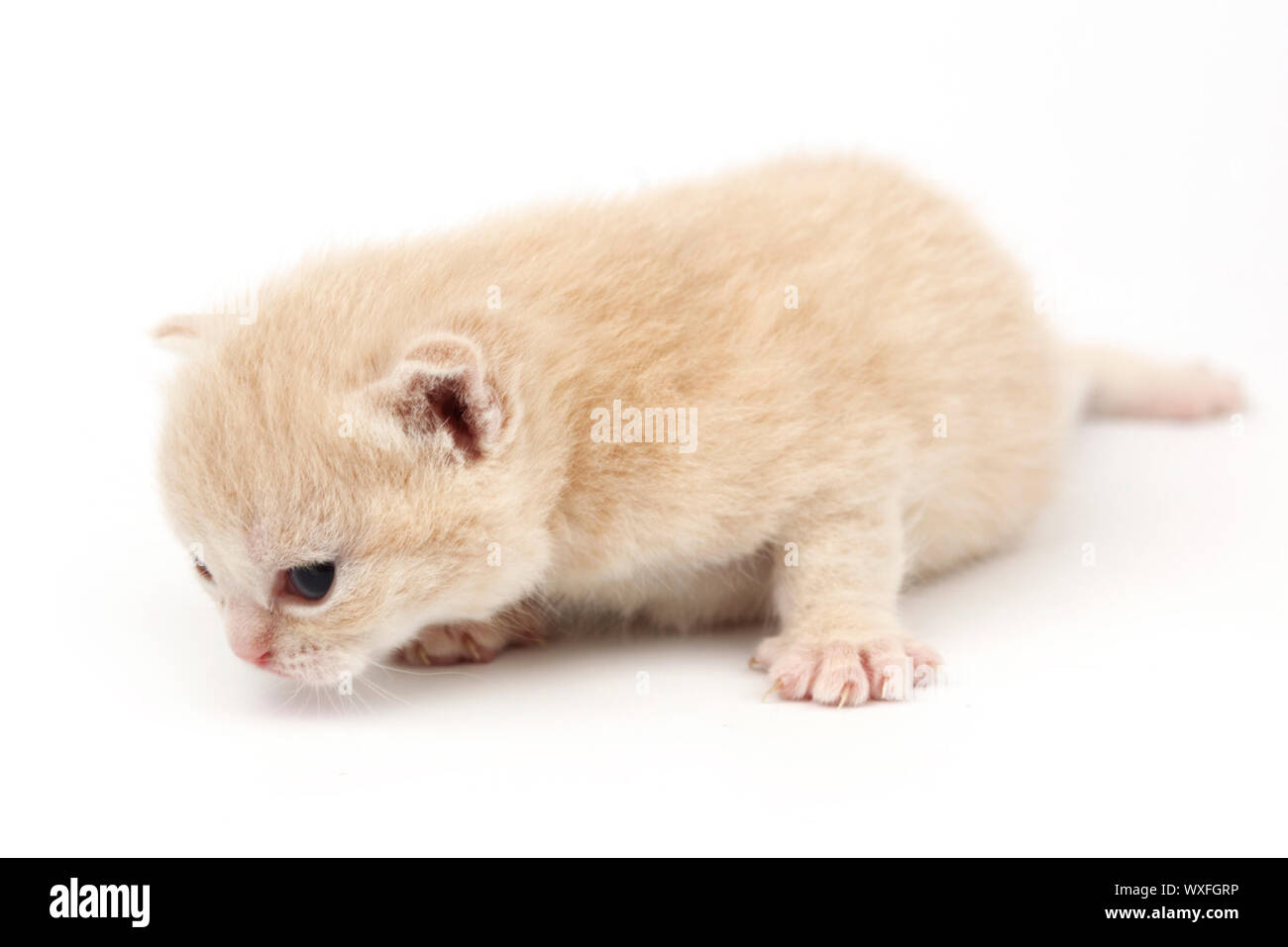 cat isolated on white background Stock Photo - Alamy