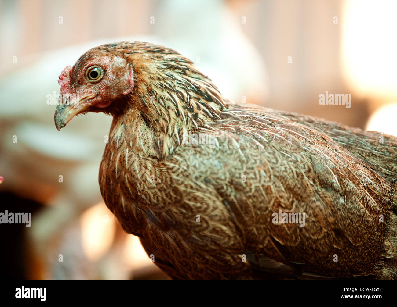 Skinny chicken hi-res stock photography and images - Alamy