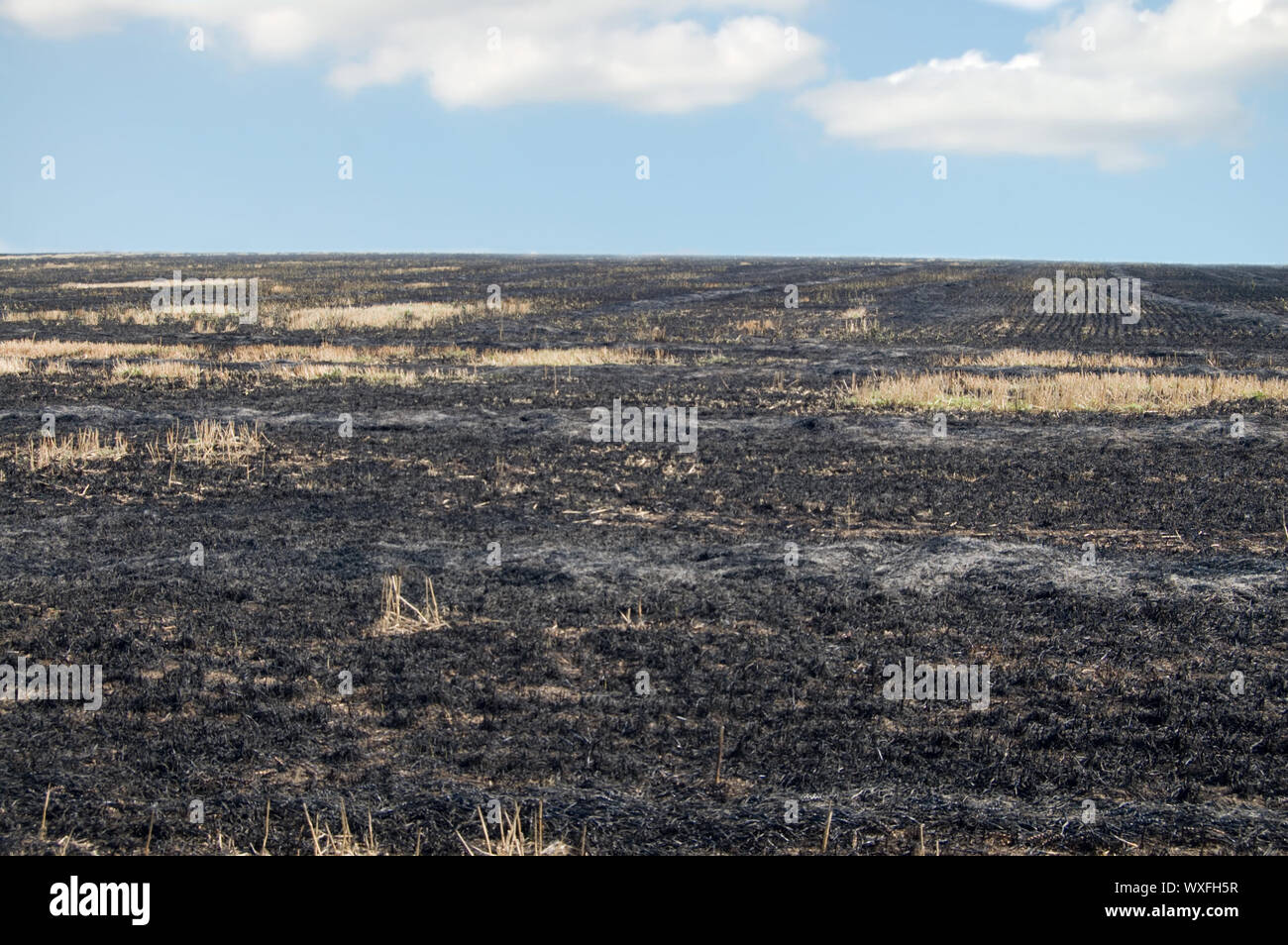 Crops after a fire hi-res stock photography and images - Alamy