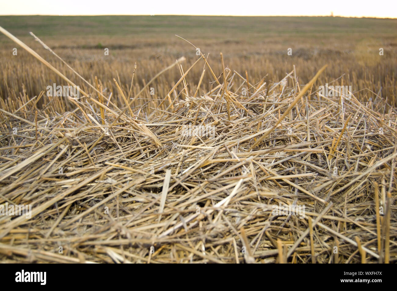 Straw windrows hi-res stock photography and images - Alamy