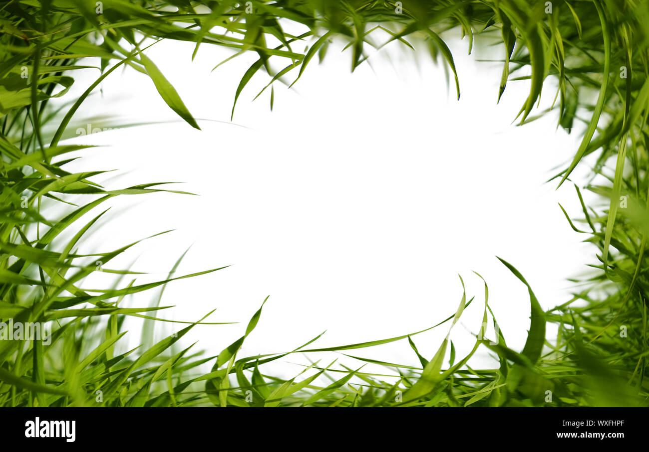 Green grass frame on a white background Stock Photo - Alamy
