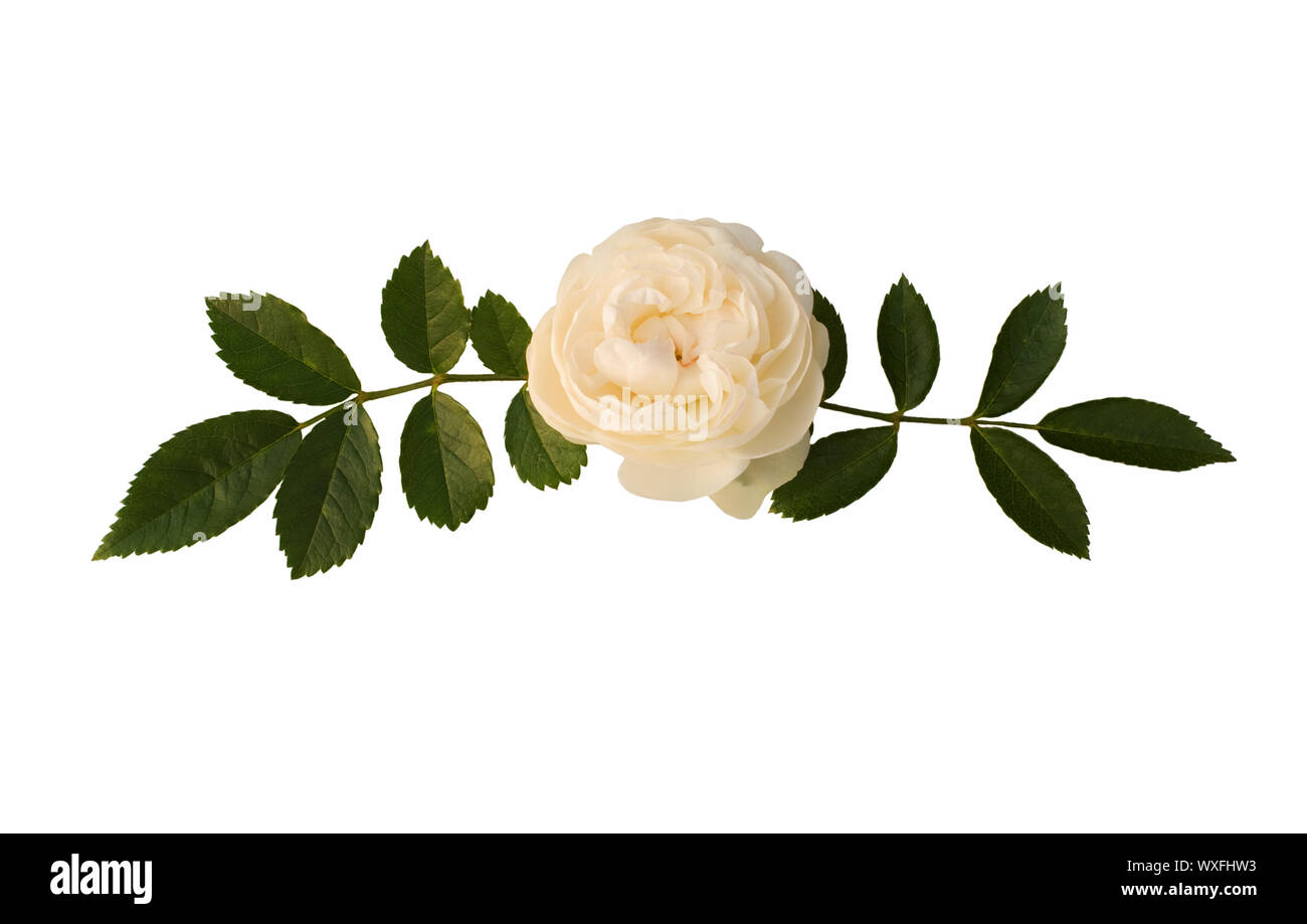 Sprig of tea-rose on the white background Stock Photo - Alamy